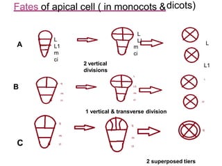 Monocot and dicot | PPTX