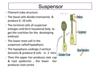Monocot and dicot | PPT