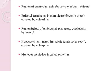 Monocot and dicot navi | PPTX | Gardening | Home & Garden