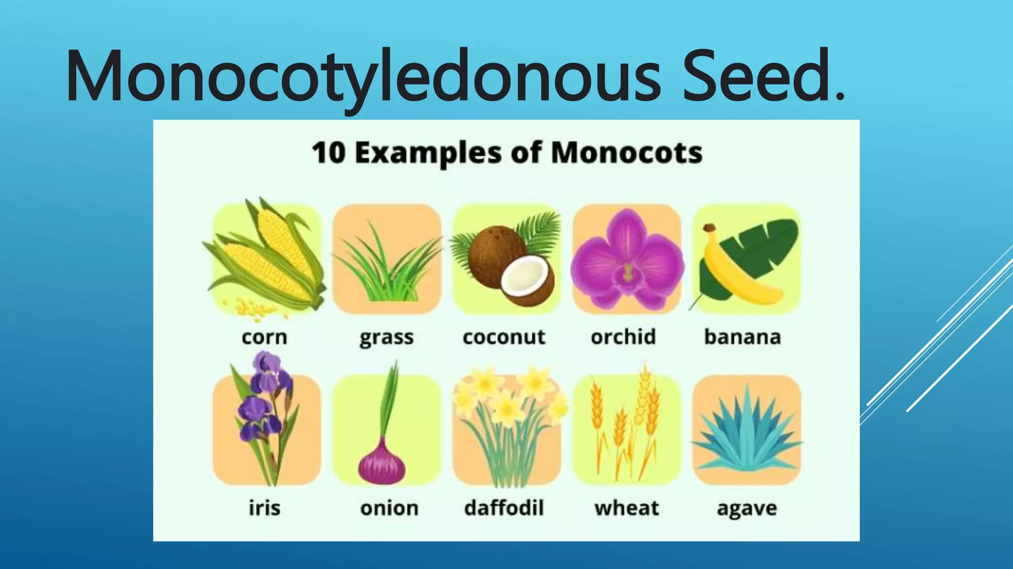 Monocot and dicot grade 4.pptx