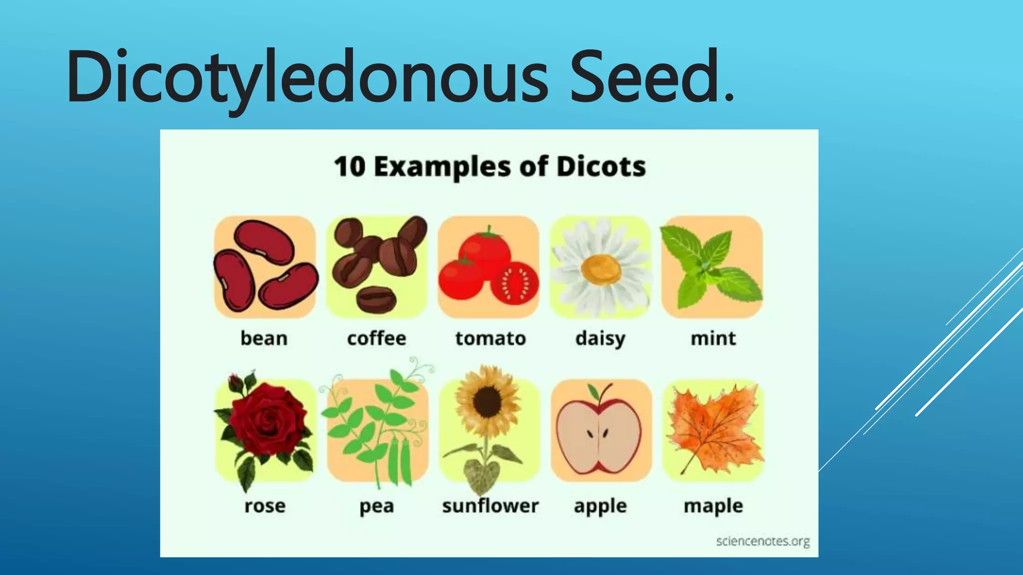 Monocot and dicot grade 4.pptx