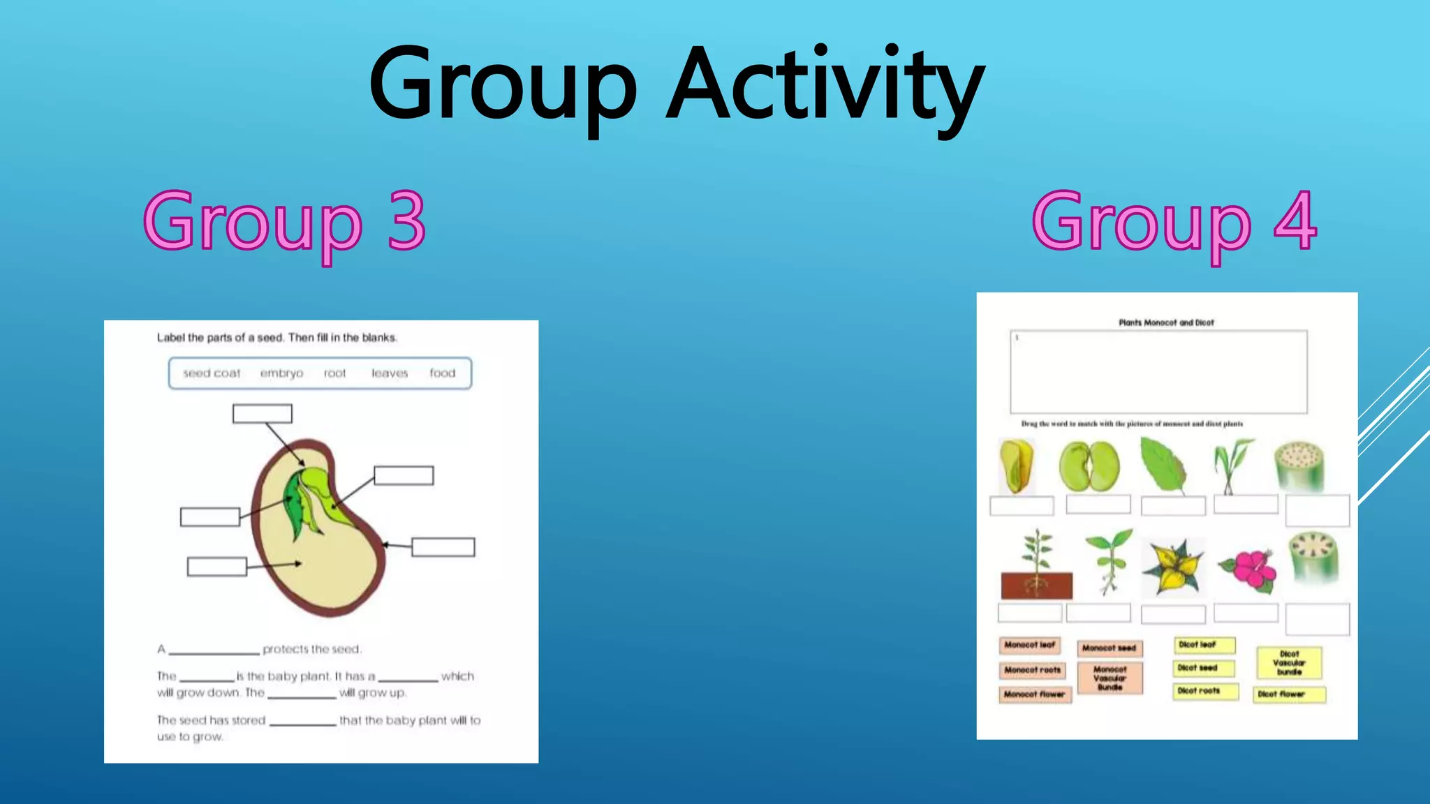 Monocot and dicot grade 4.pptx