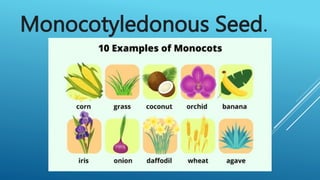 Monocot and dicot grade 4.pptx