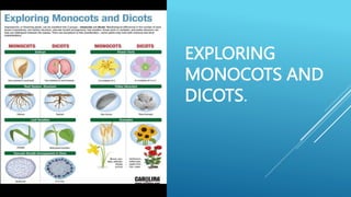 Monocot and dicot grade 4.pptx