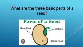 Monocot and dicot grade 4.pptx
