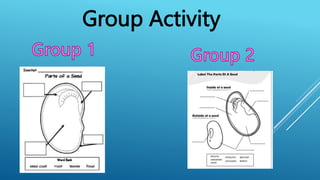 Monocot and dicot grade 4.pptx