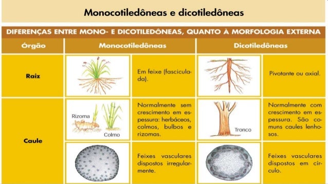 Monocotiledôneas e dicotiledôneas