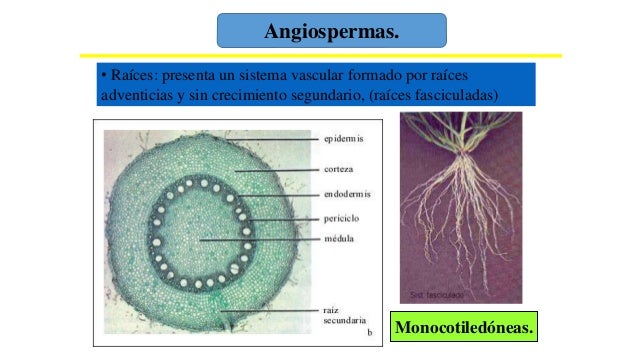 Monocotiledoneas
