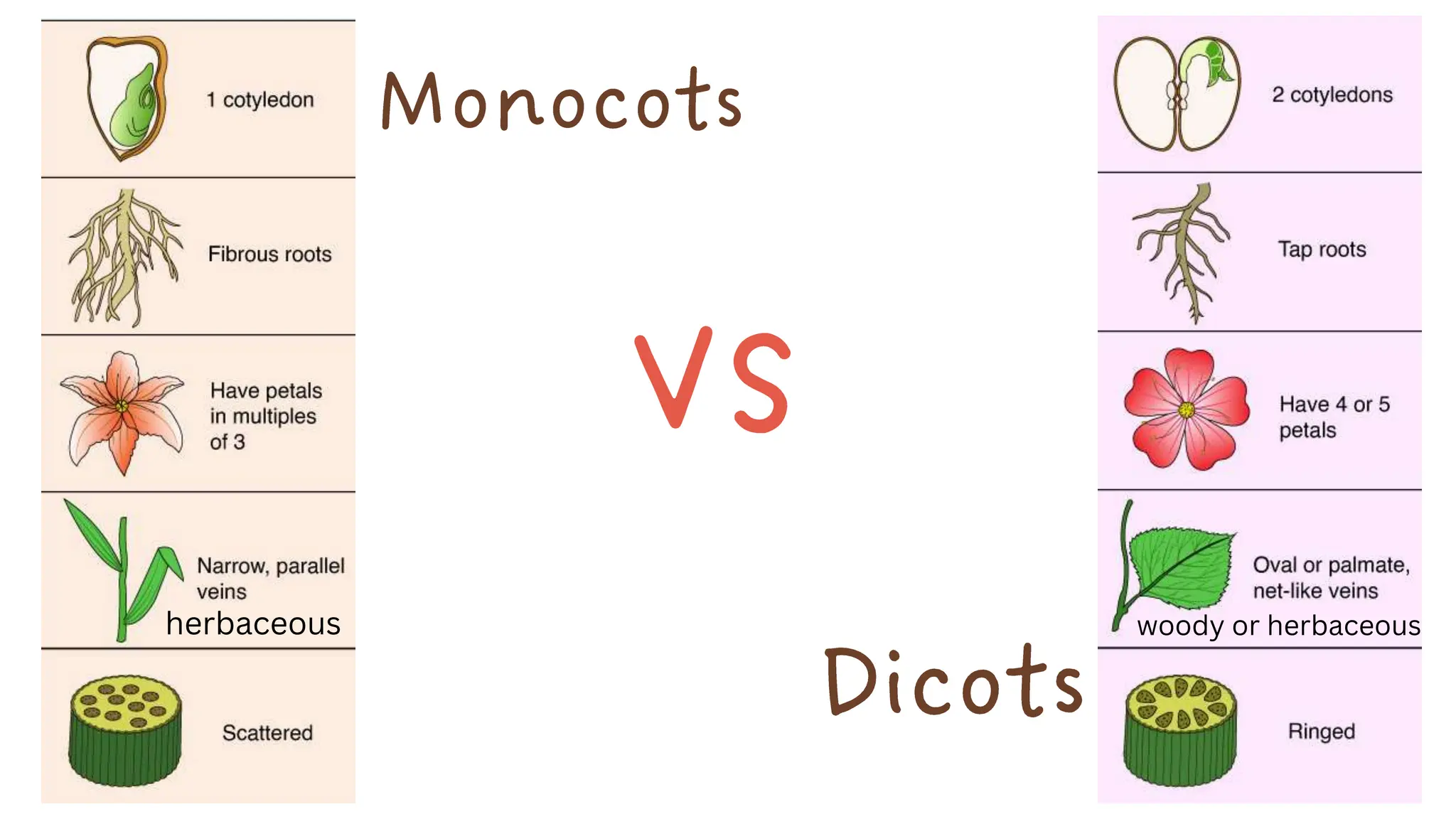 Difference between Monocot plants and dicot plants | PPTX