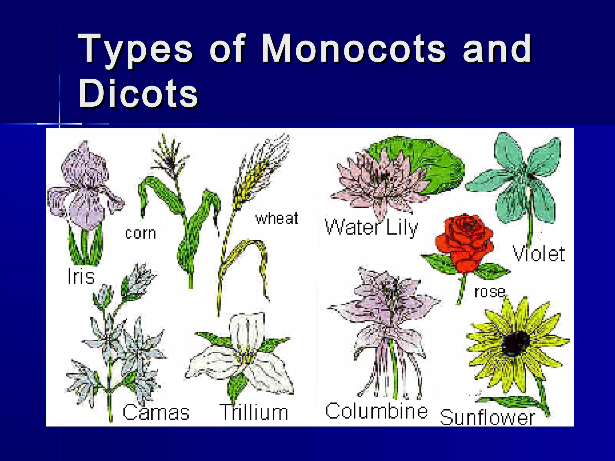 Monocots and dicots | PPT