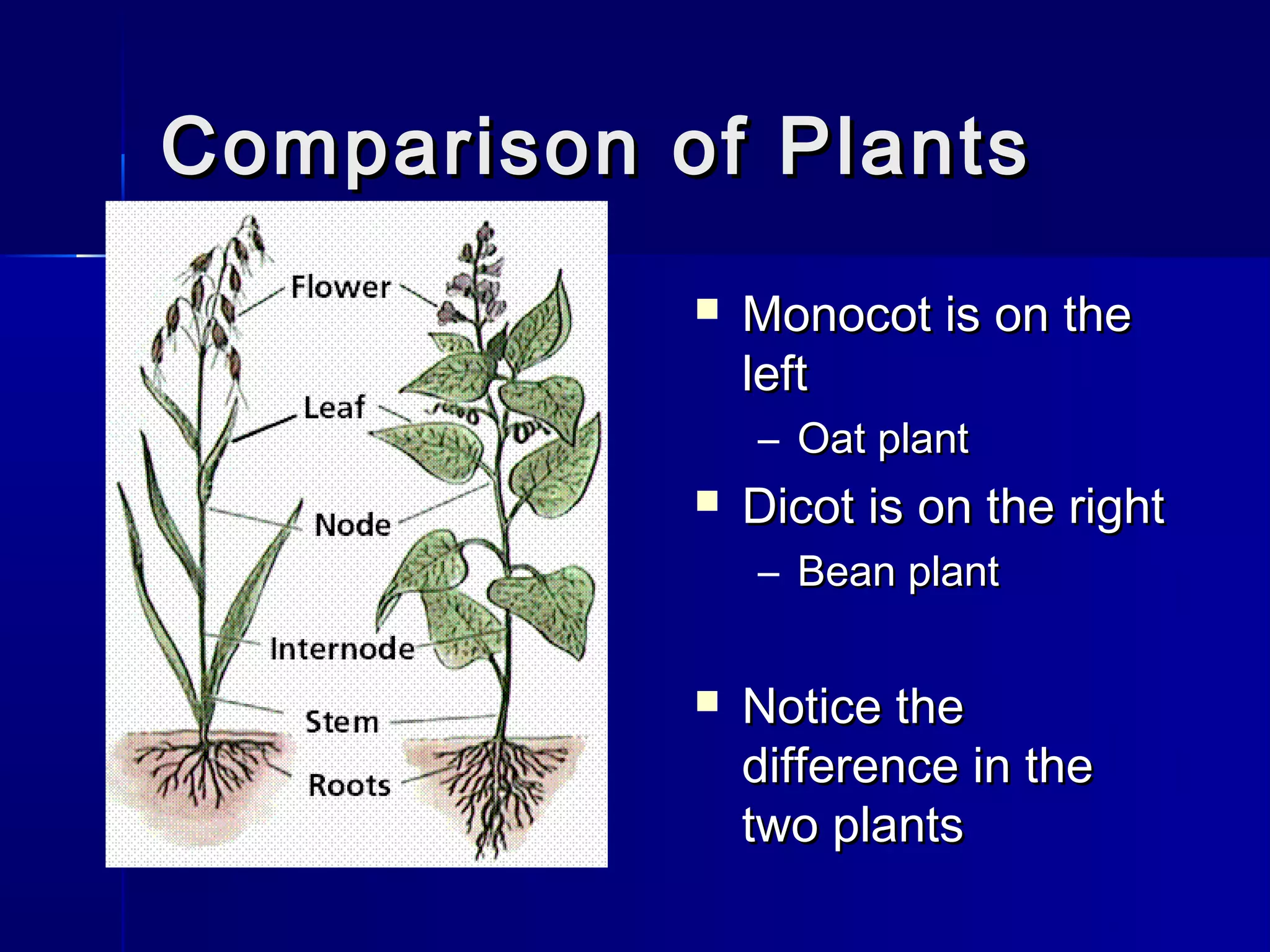 Monocots and dicots | PPT