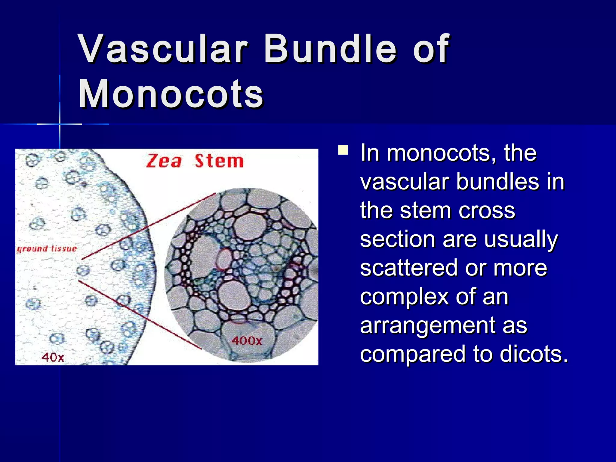 Monocots and dicots | PPT