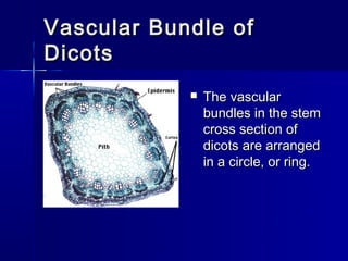 Monocots and dicots | PPT