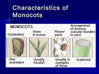 Monocots and dicots | PPT