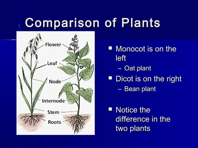 Monocots and dicots | PPT