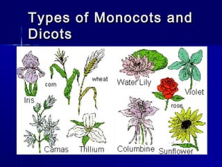 Examples Of Dicot Plants