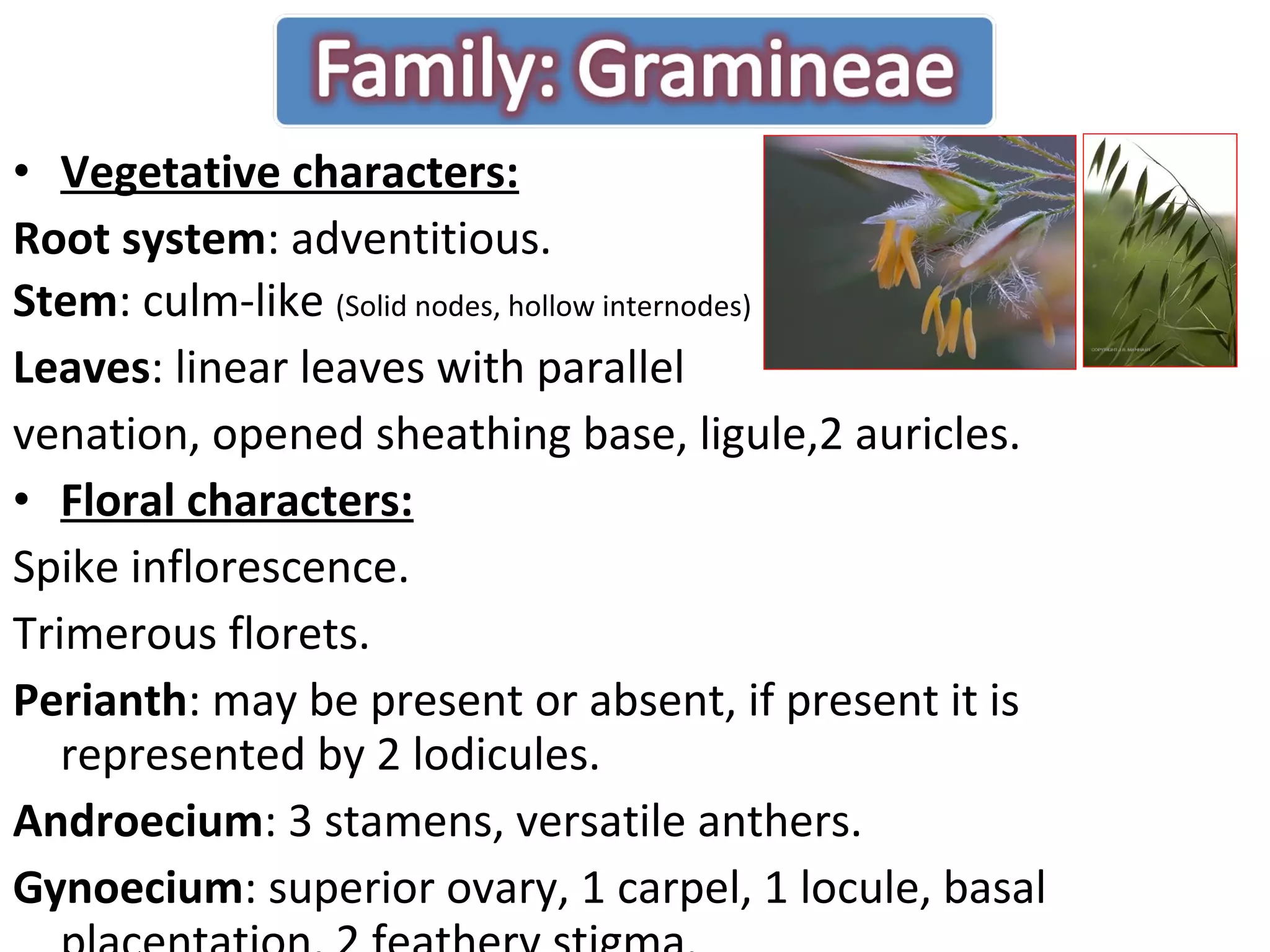 Identification keys to orders and families of Monocots and Dicots | PPT