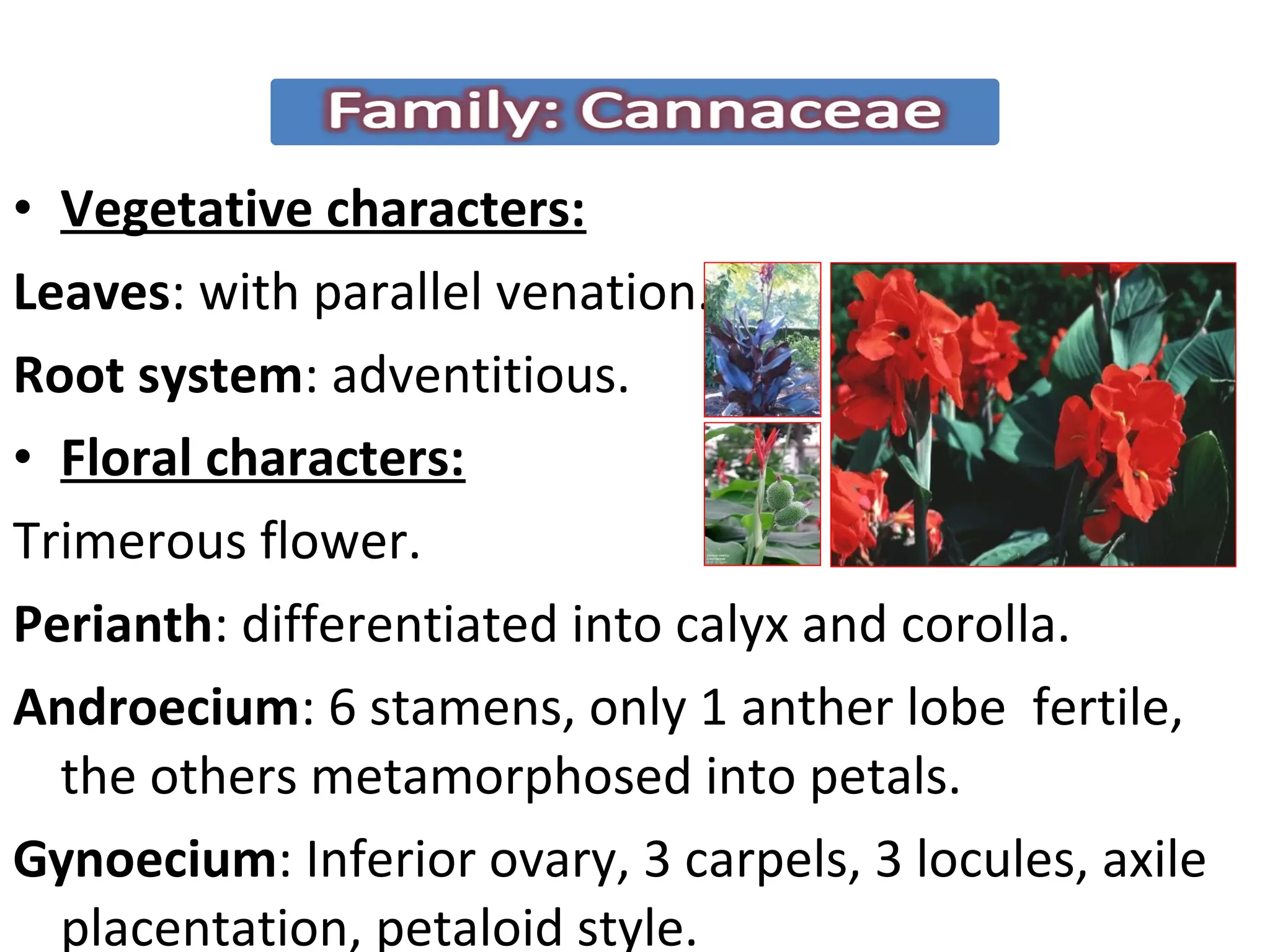 Identification keys to orders and families of Monocots and Dicots | PPT