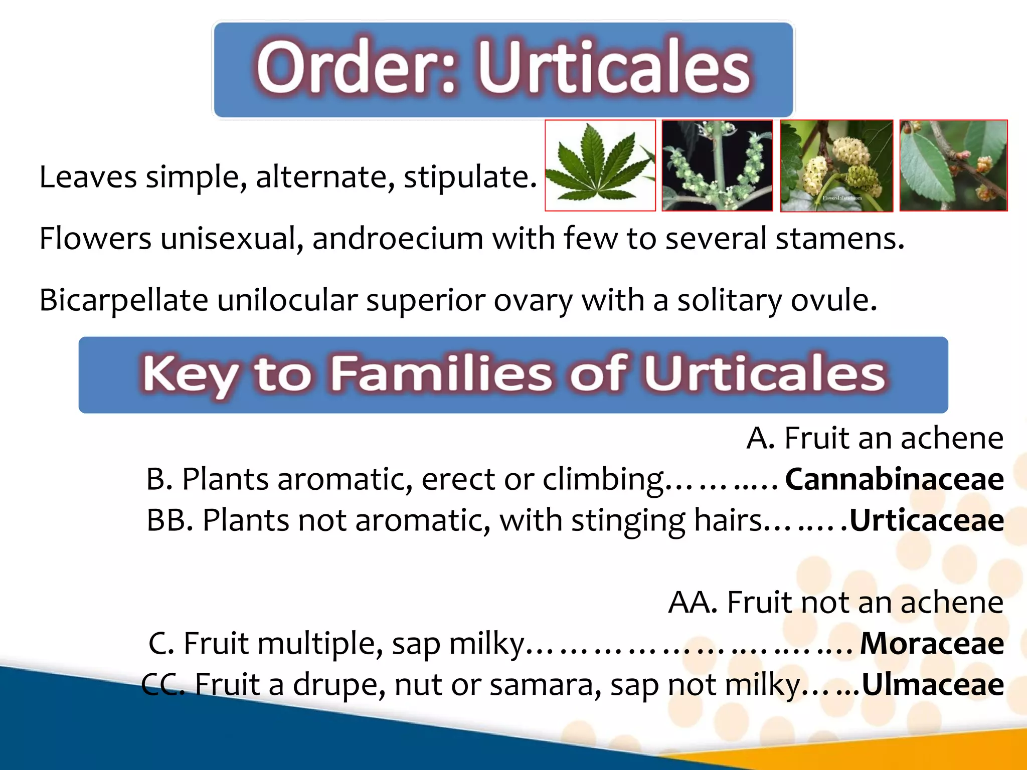 Identification keys to orders and families of Monocots and Dicots | PPT