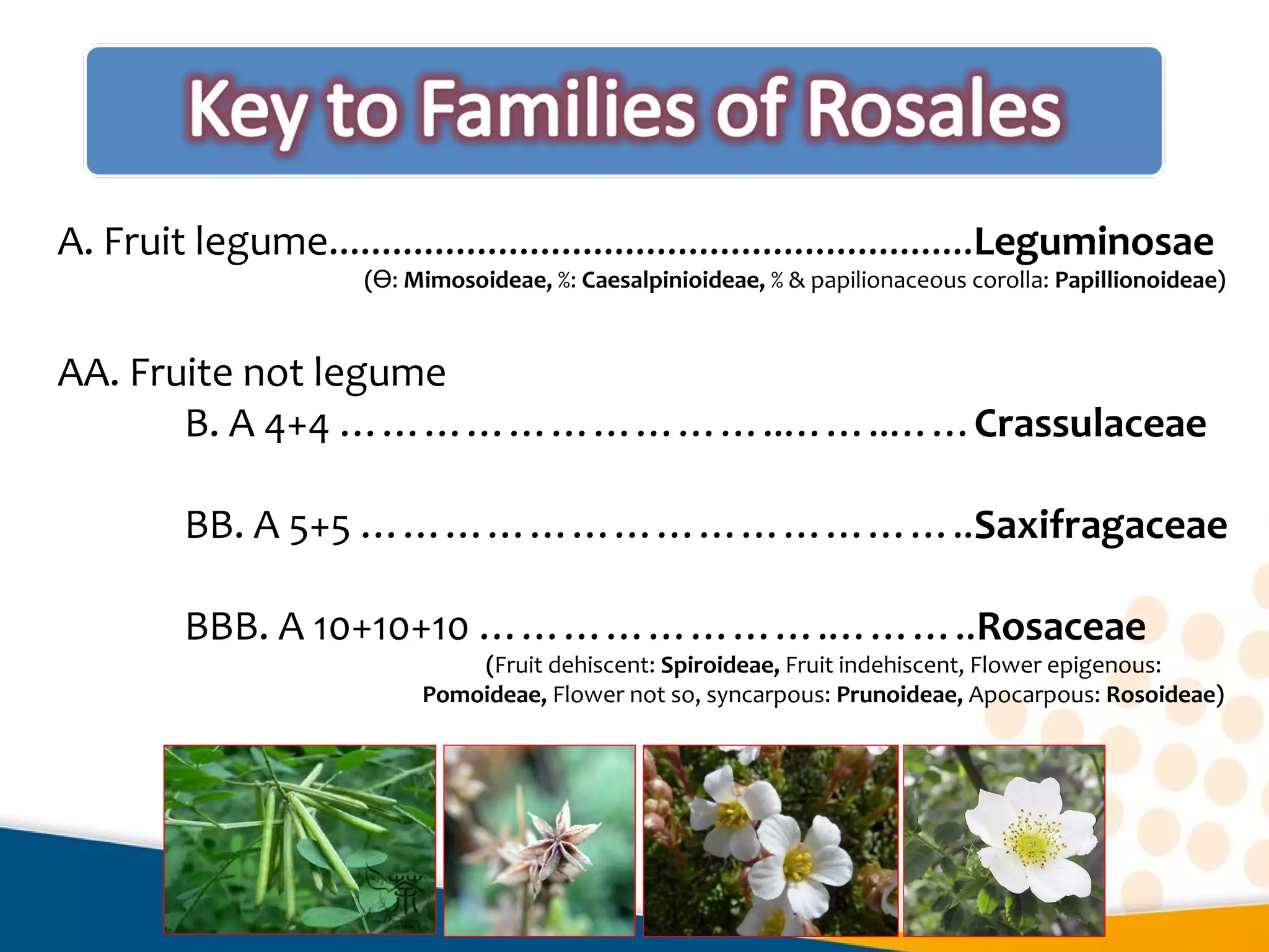 Identification keys to orders and families of Monocots and Dicots | PPT