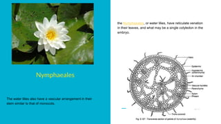 Monocots And Dicots report on biology on how to distinguishh | PPTX