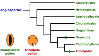 Monocots And Dicots report on biology on how to distinguishh | PPTX