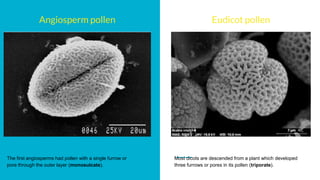 Monocots And Dicots report on biology on how to distinguishh | PPTX
