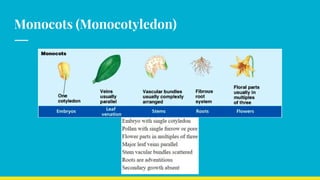 Monocots And Dicots report on biology on how to distinguishh | PPTX