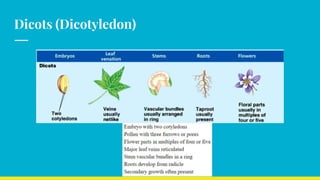Monocots And Dicots report on biology on how to distinguishh | PPTX