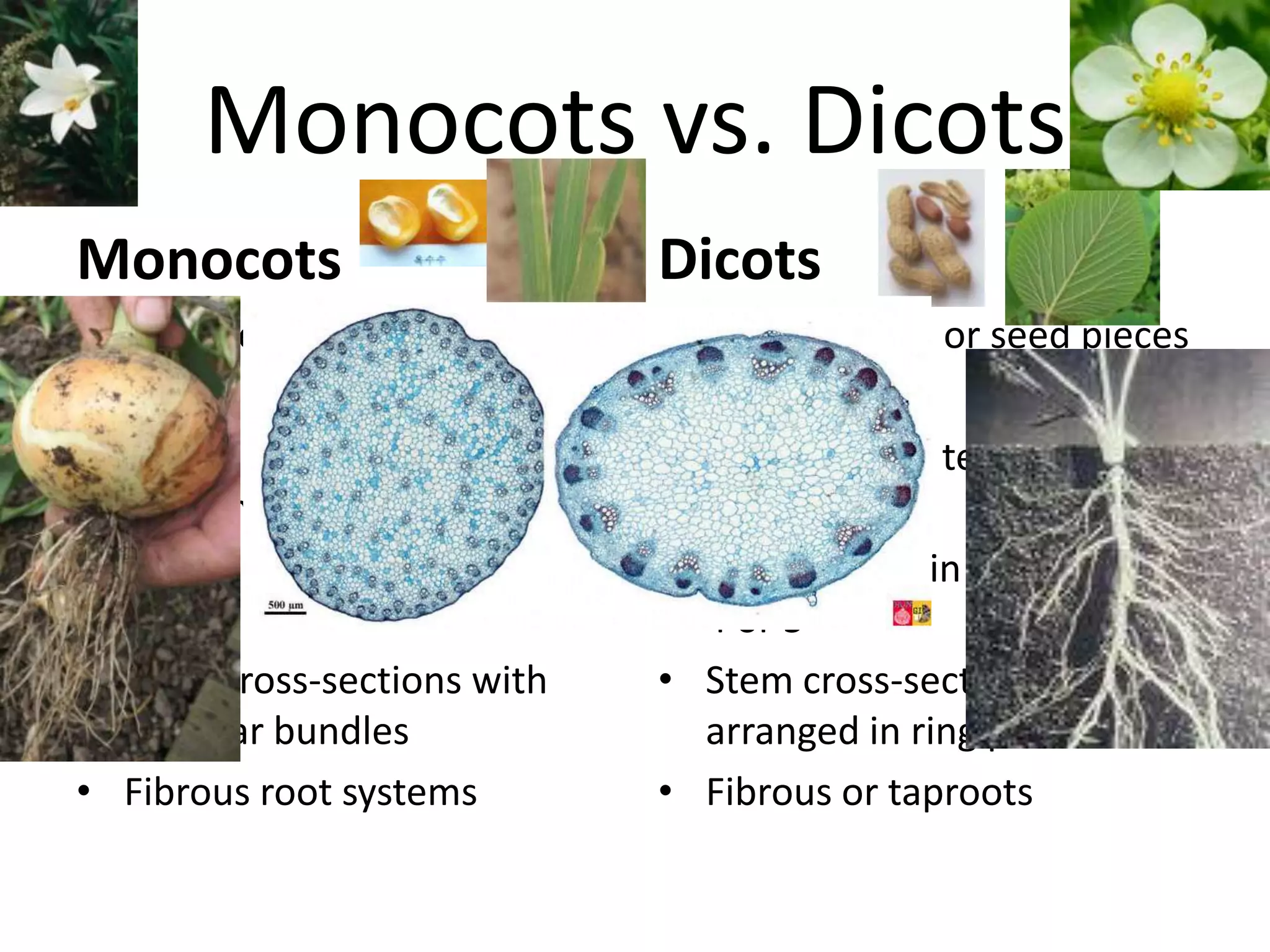 Monocots Vs Dicots | PPTX