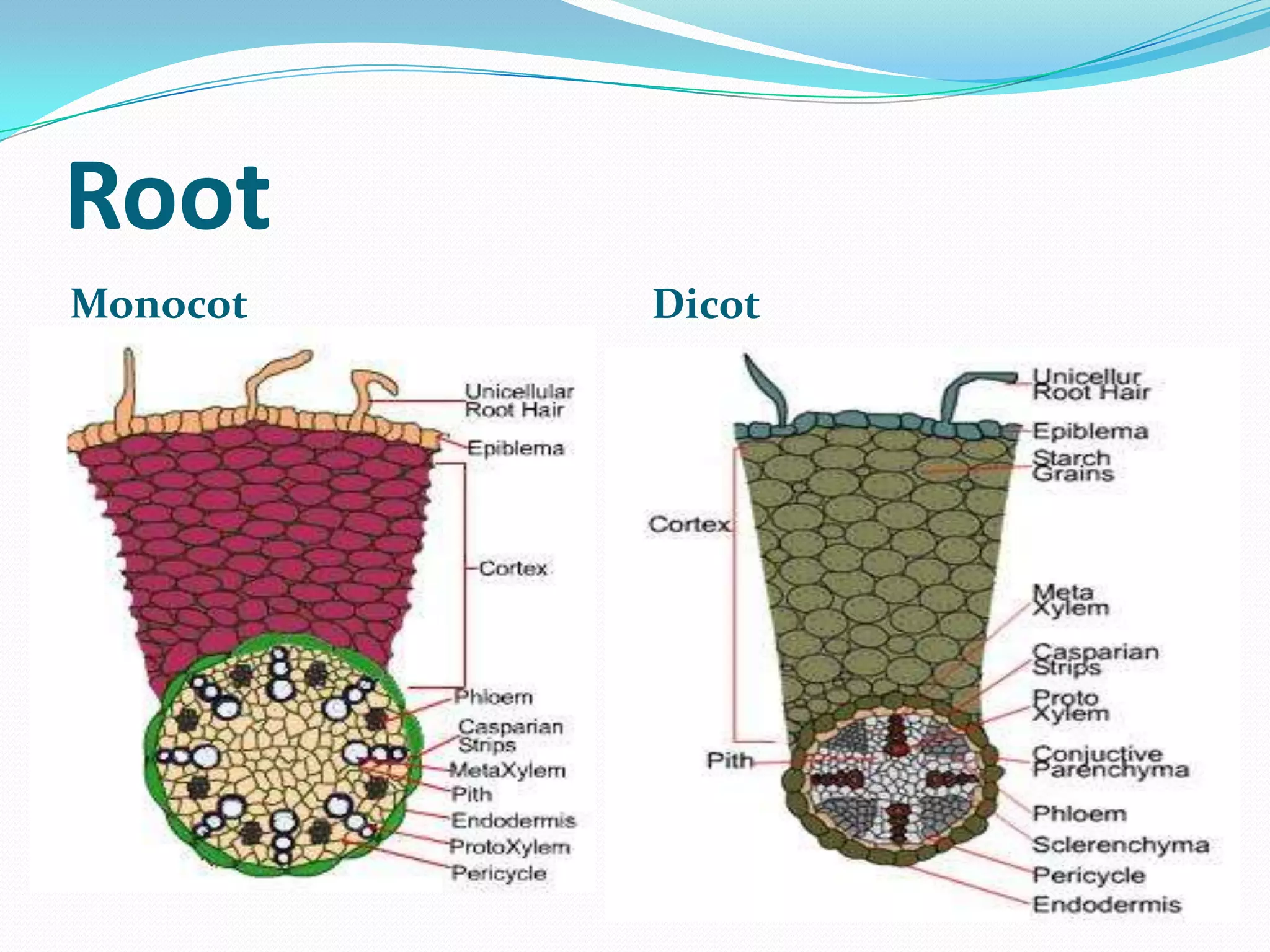 Monocot vs Dicot | PPTX