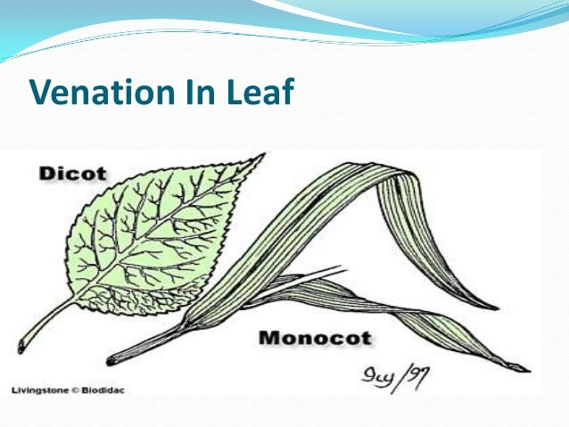 Monocot vs Dicot