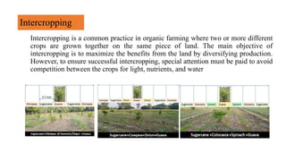 Production potential and constraints , monocropping | PPT