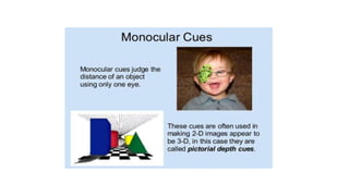 Monocular cues | PPTX