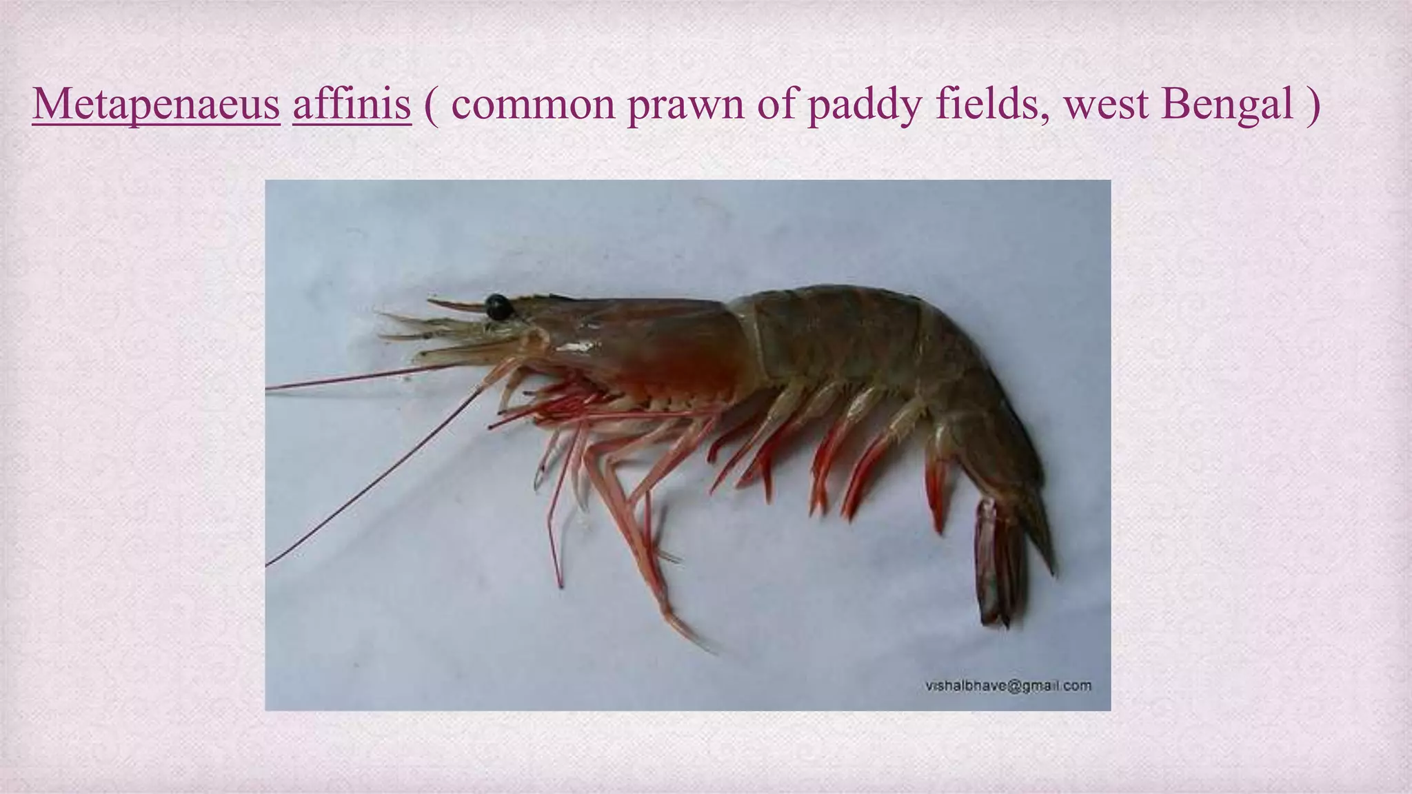 Monoculture (aquaculture) | PPTX