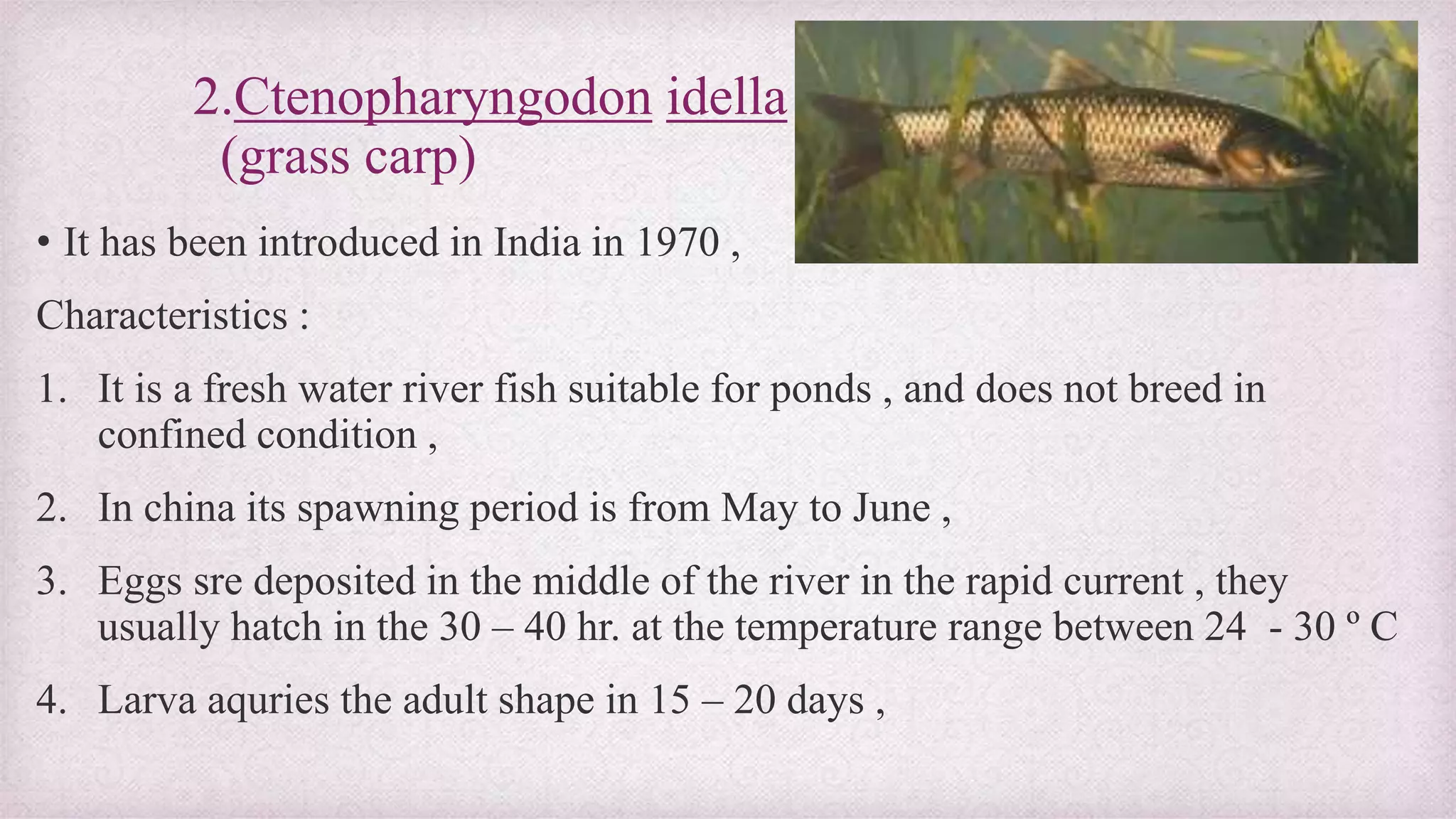 Monoculture (aquaculture) | PPTX