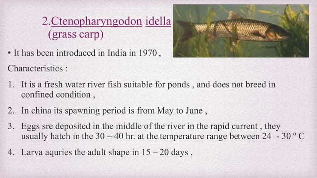 Monoculture (aquaculture) | PPTX | Fishing Sports | Sports