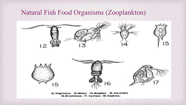 Monoculture (aquaculture) | PPTX | Fishing Sports | Sports