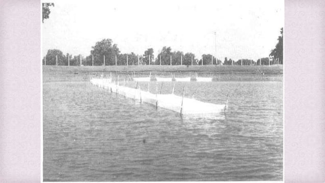 Monoculture (aquaculture) | PPTX | Fishing Sports | Sports