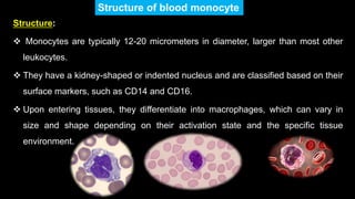 monocyte macrophage systemmmmmmmmmmmmmmmm | PPT