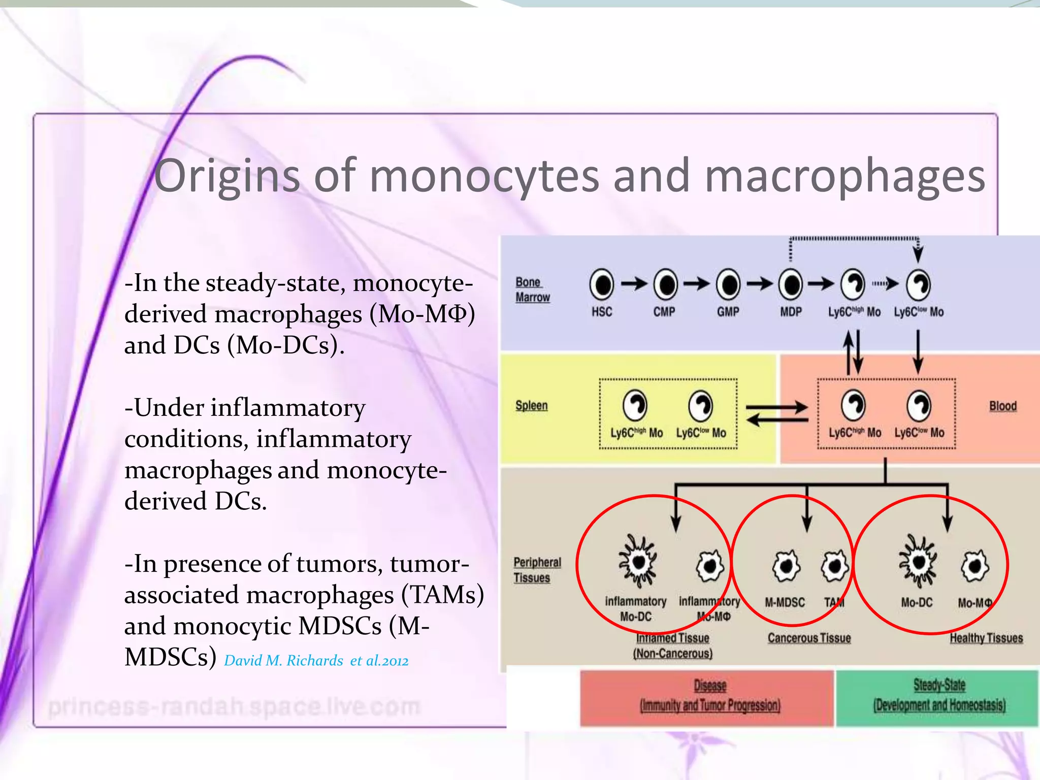 Monocytes macrophages in human cancer | PPTX