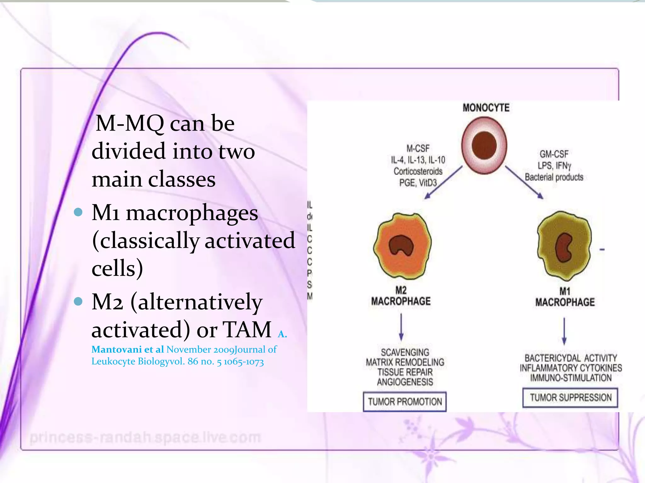 Monocytes macrophages in human cancer | PPTX
