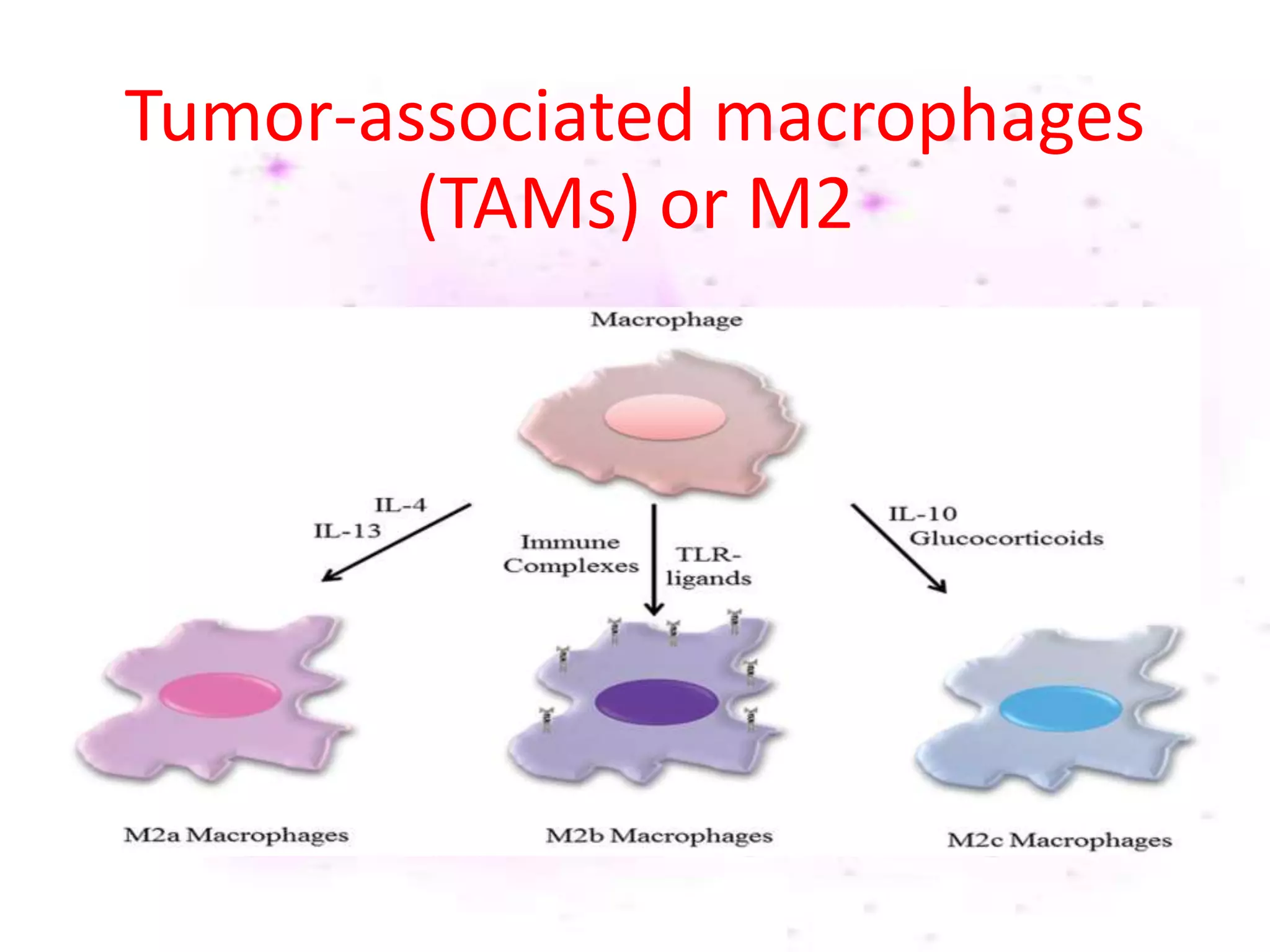 Monocytes macrophages in human cancer | PPTX