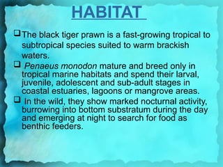 Comprehensive Guide to Penaeus monodon (Black Tiger Shrimp) Aquaculture ...