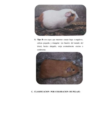 Monografico del cuy | DOCX