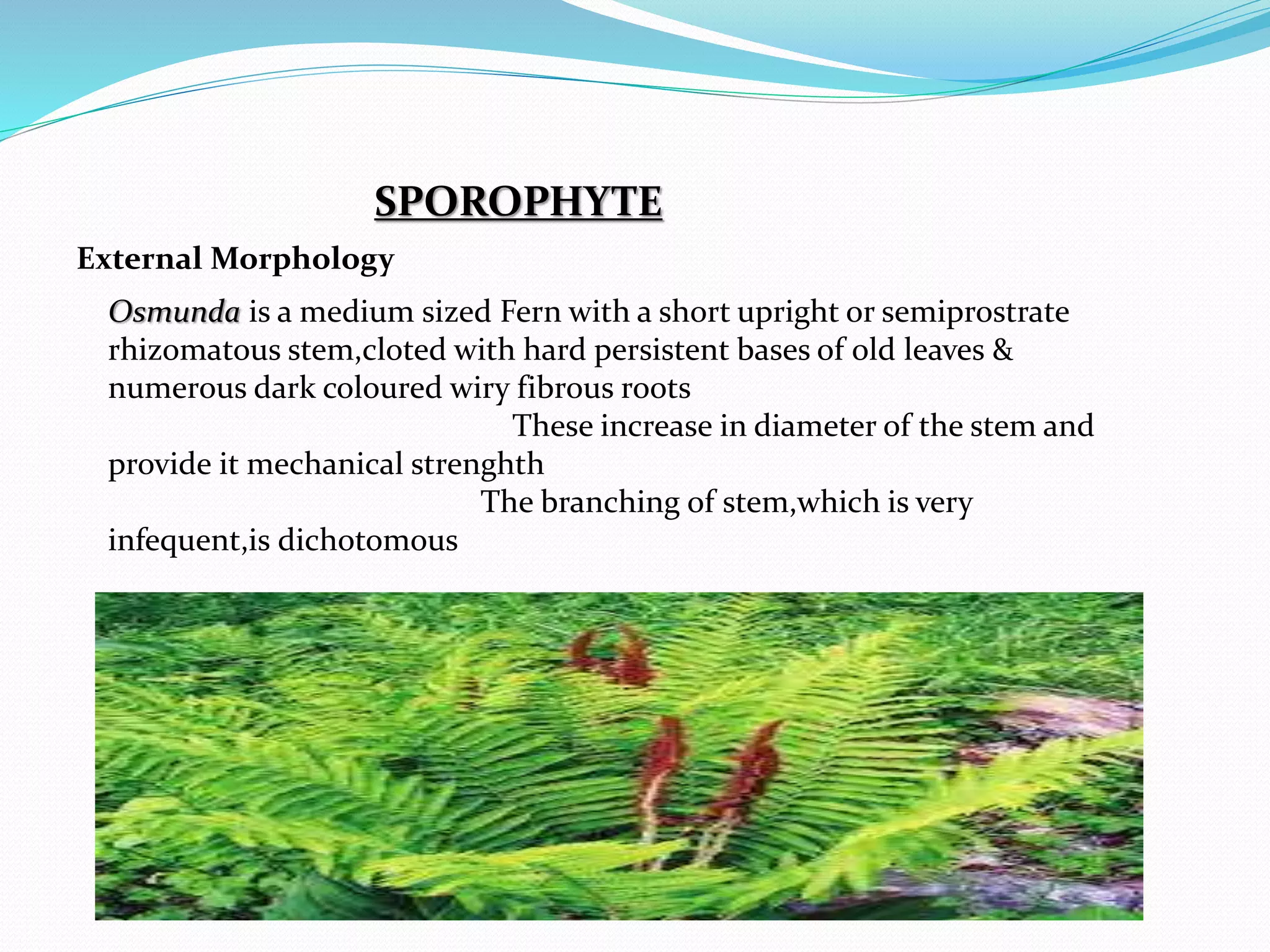 Monographic study of Osmunda.pptx