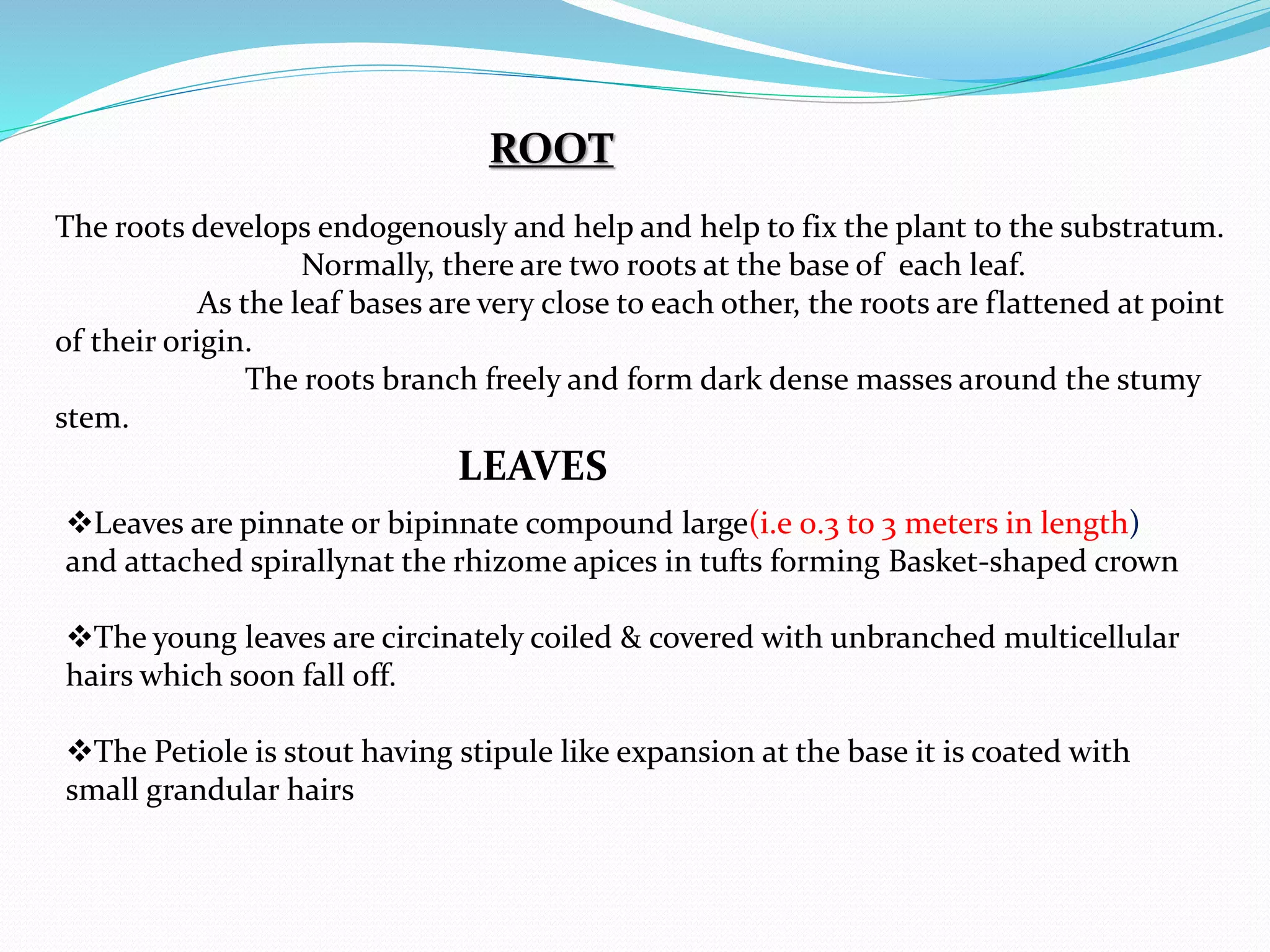 Monographic study of Osmunda.pptx
