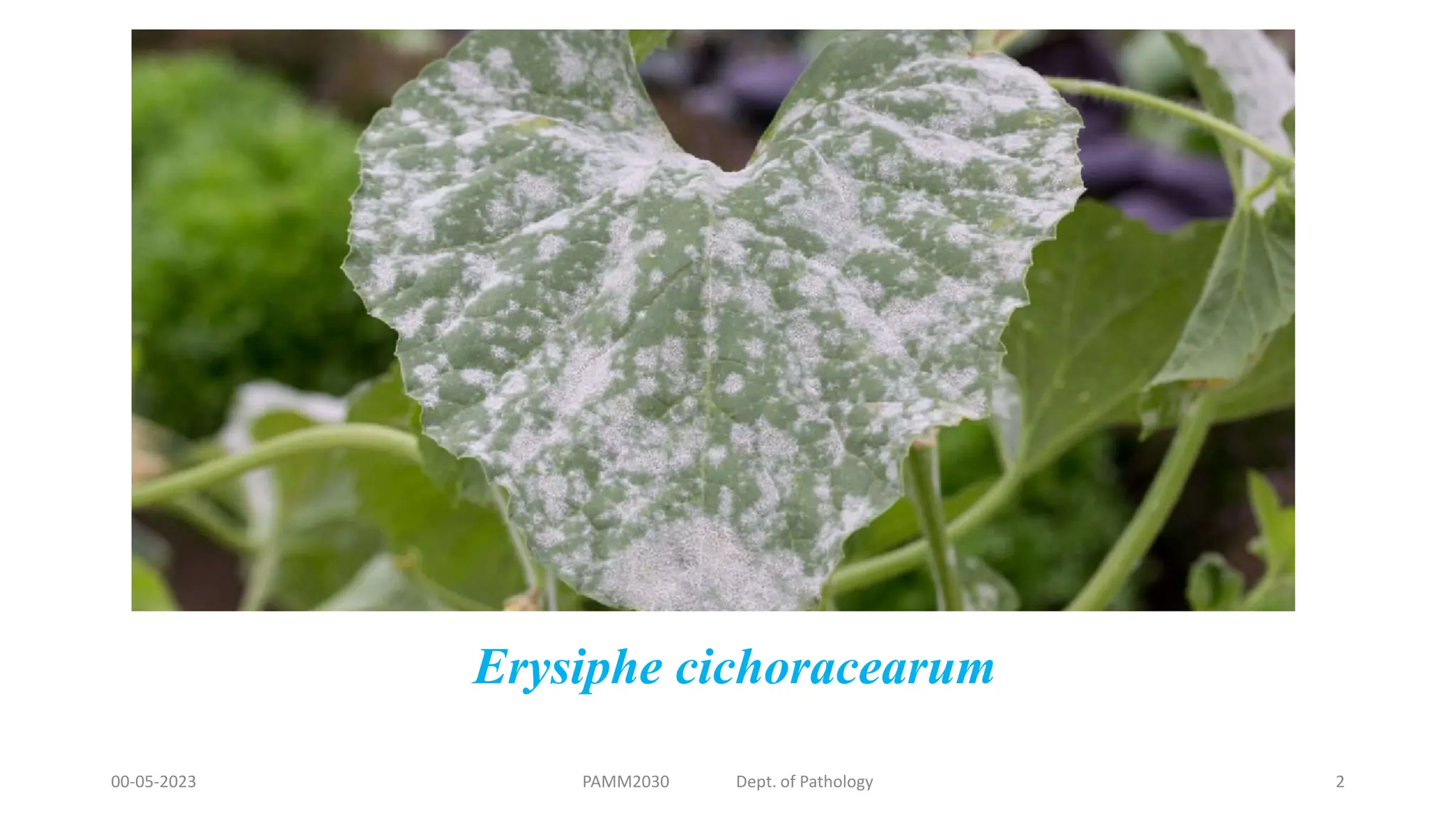 monograph of erysiphe cichoracearum by Sachin r kondaguri.pptx