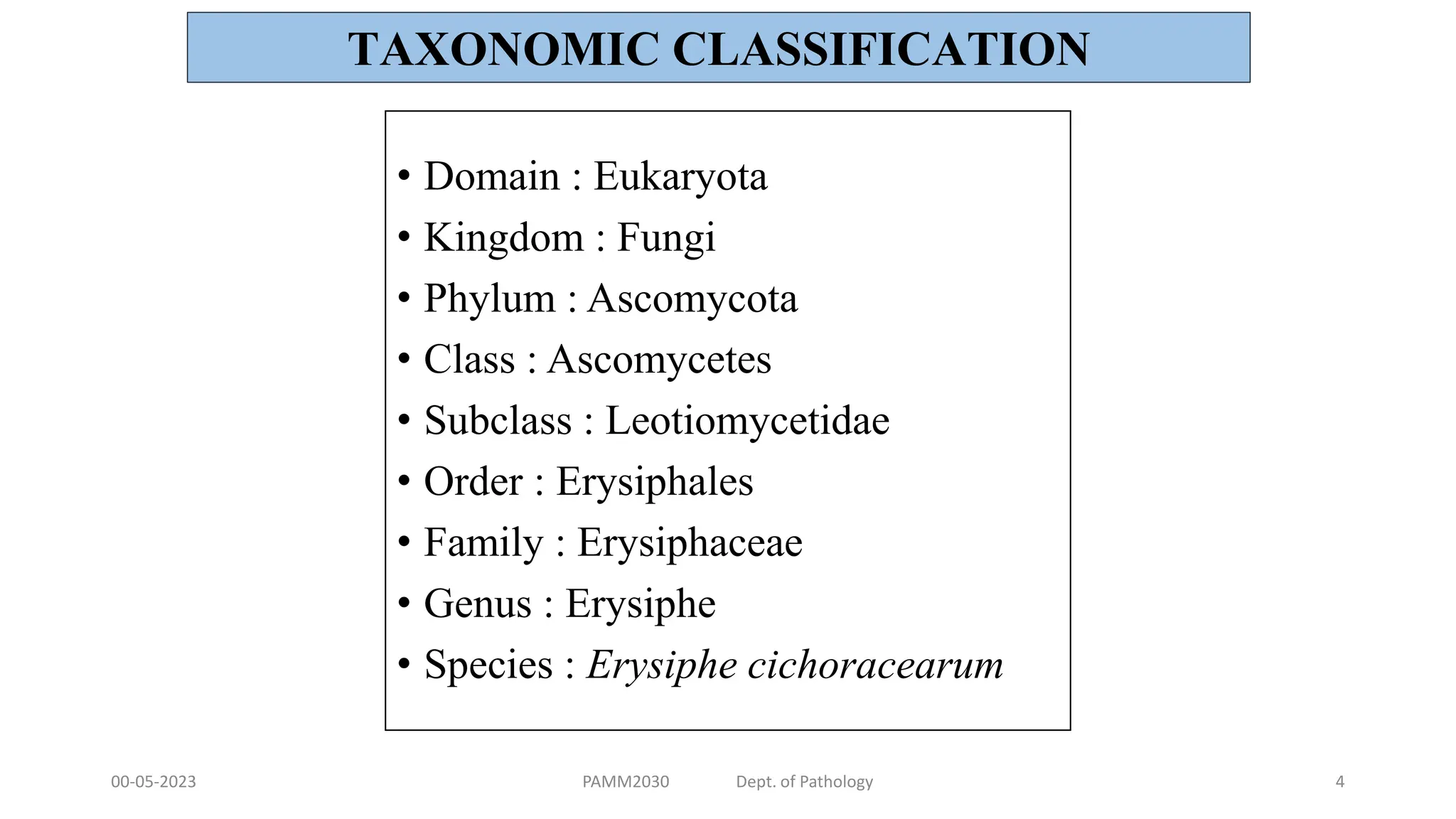 monograph of erysiphe cichoracearum by Sachin r kondaguri.pptx