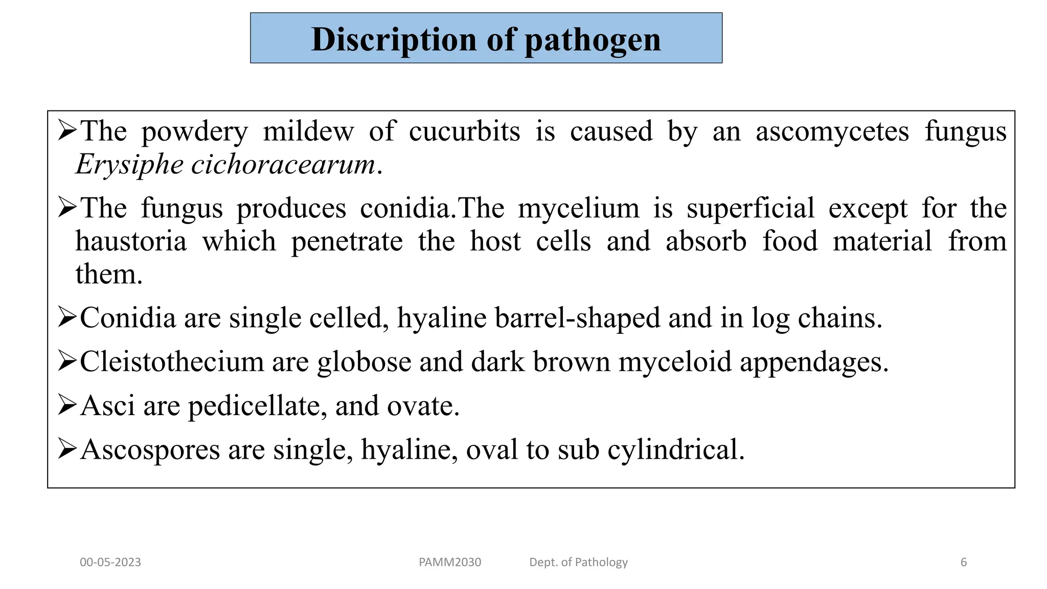 monograph of erysiphe cichoracearum by Sachin r kondaguri.pptx